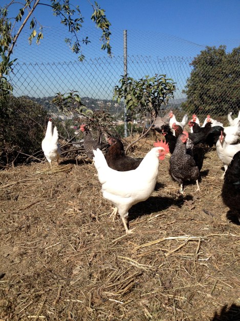 Cultivate Los Angeles | ASSESSING THE STATE OF URBAN AGRICULTURE IN LOS ...